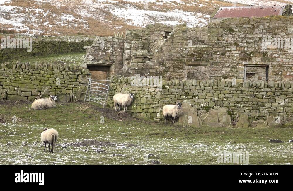 Roman farm animals Stock Videos & Footage - HD and 4K Video Clips - Alamy