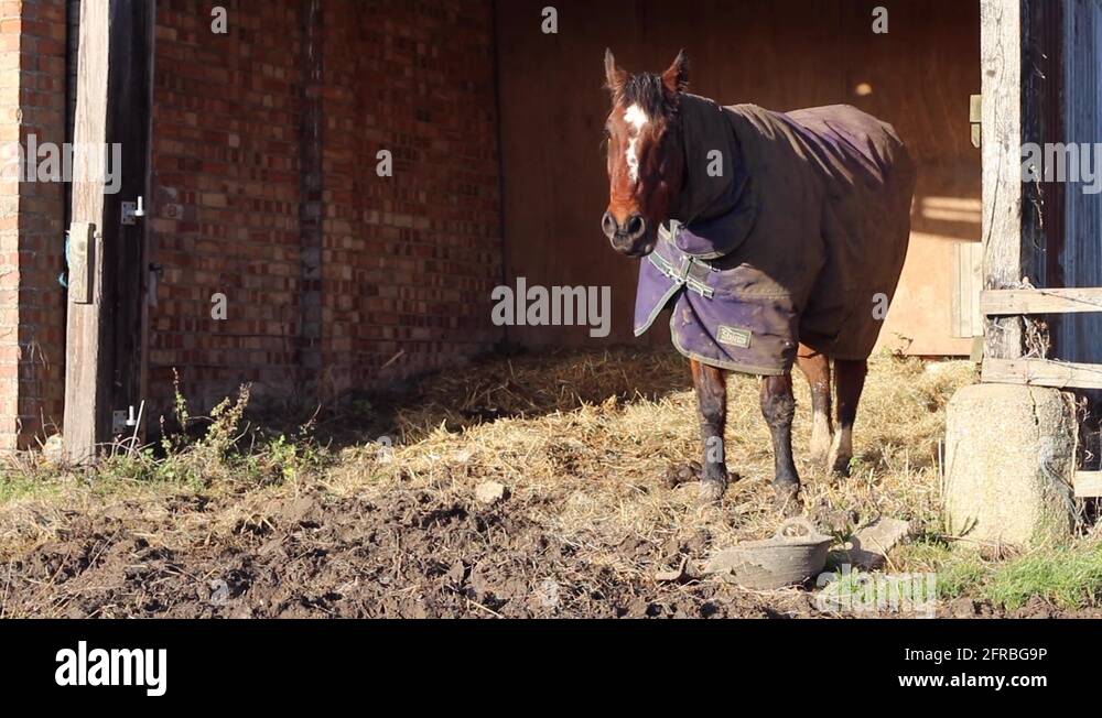 Muddy horse Stock Videos & Footage - HD and 4K Video Clips - Alamy