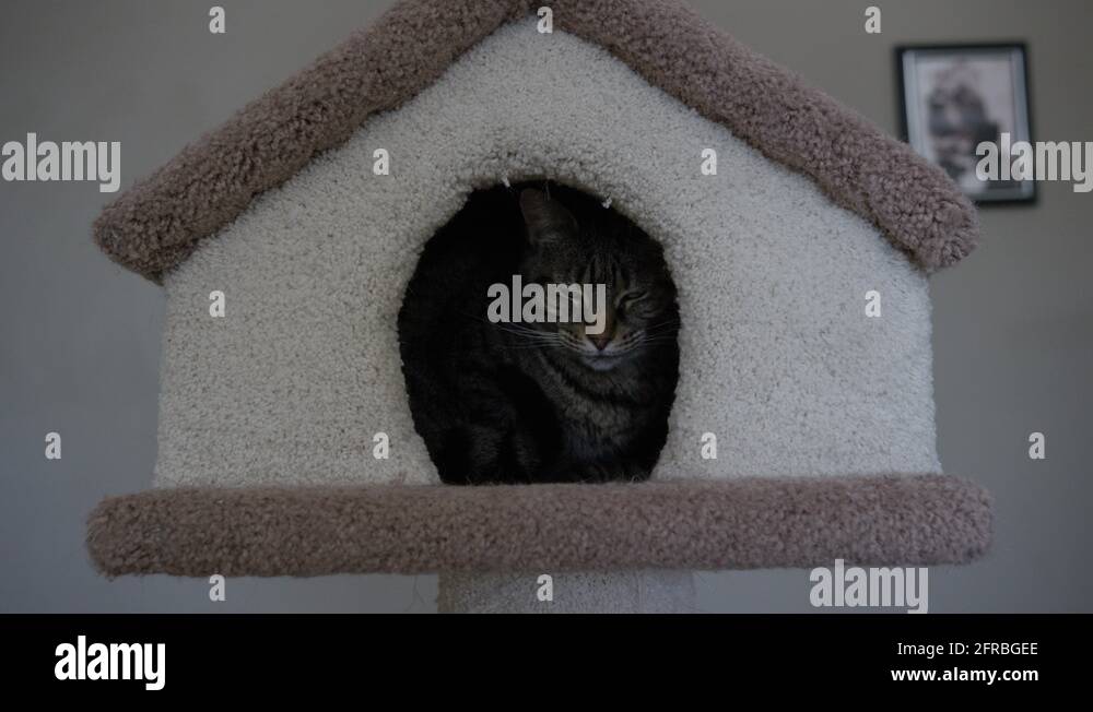Grumpy house Stock Videos & Footage - HD and 4K Video Clips - Alamy