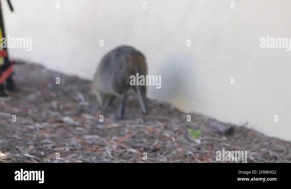 Quokka water Stock Videos & Footage - HD and 4K Video Clips - Alamy