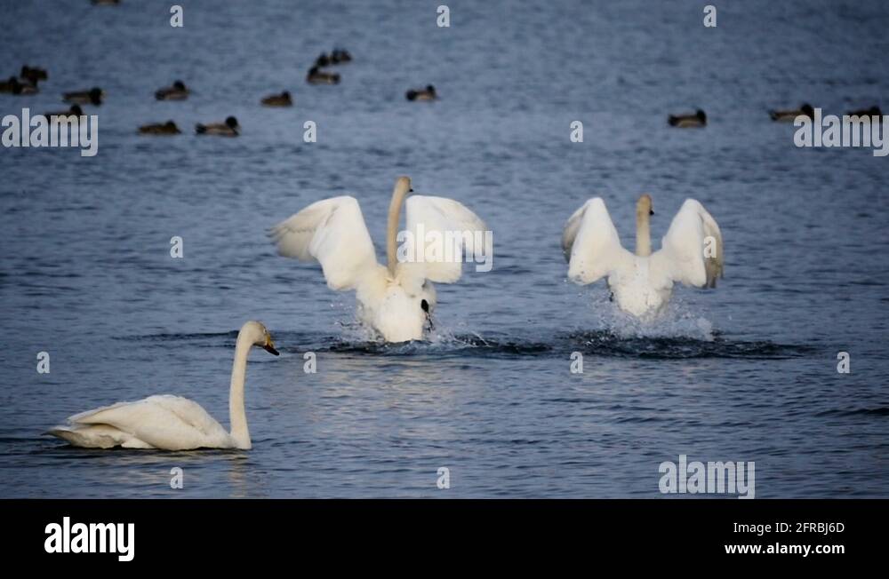 Swan Mating Dance Stock Videos And Footage Hd And 4k Video Clips Alamy