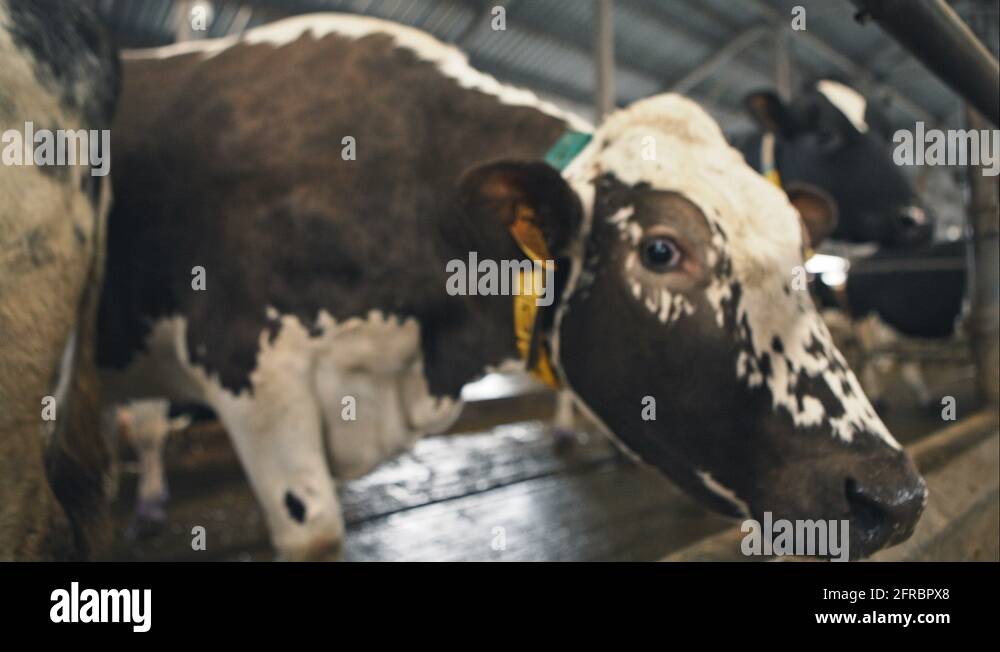 Nosy animal Stock Videos & Footage - HD and 4K Video Clips - Alamy