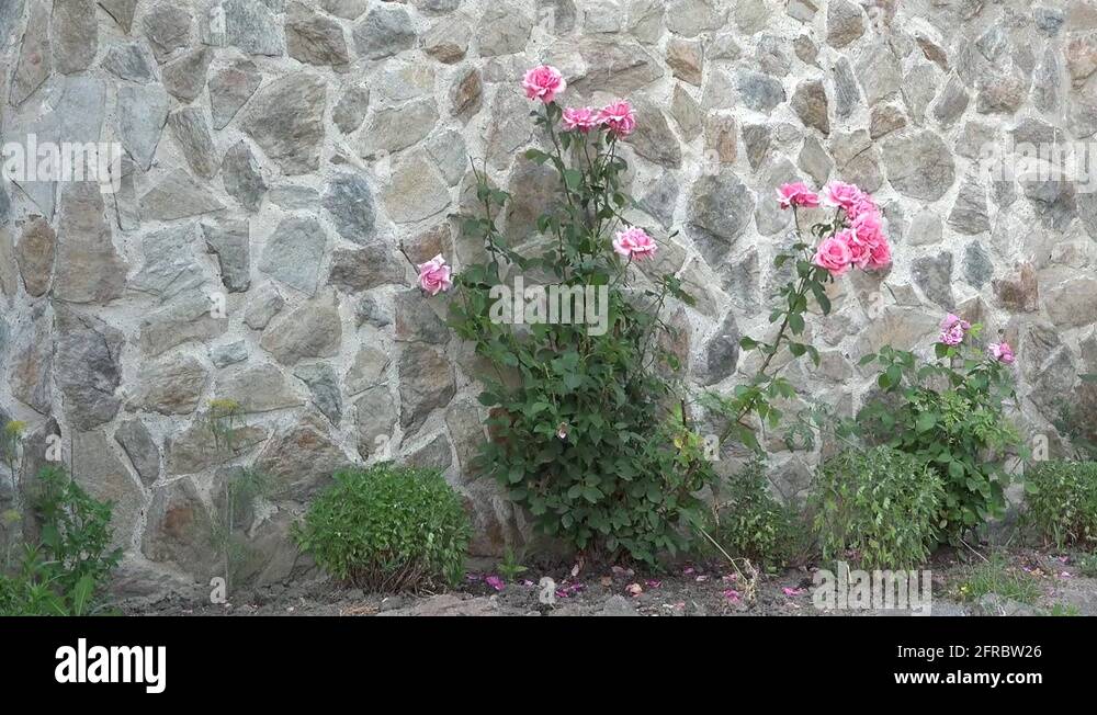 Close up fresh roses Stock Videos & Footage - HD and 4K Video Clips - Alamy