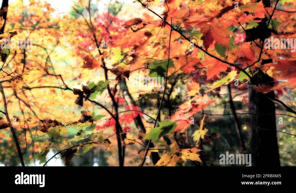 Pan leaf Stock Videos & Footage - HD and 4K Video Clips - Alamy