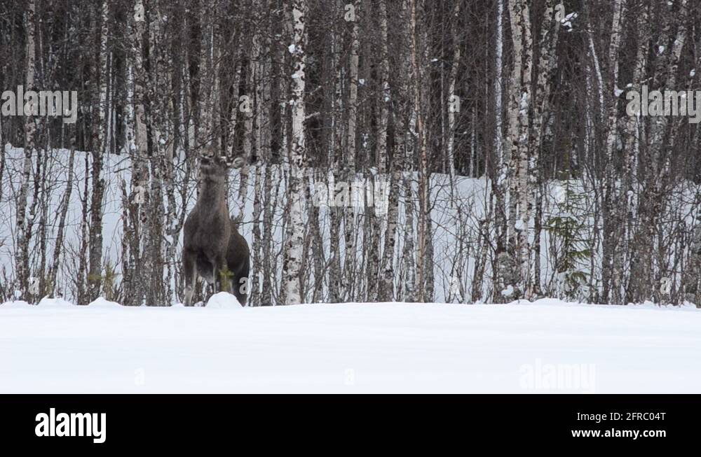 Moose with birch trees Stock Videos & Footage - HD and 4K Video Clips ...
