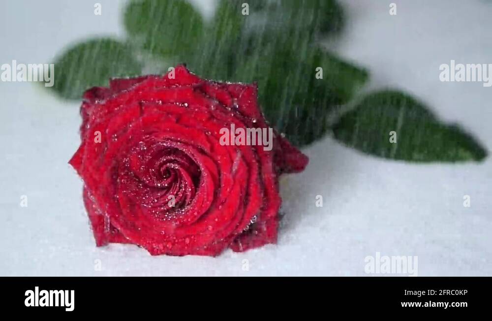 Rose red blood Stock Videos & Footage - HD and 4K Video Clips - Alamy