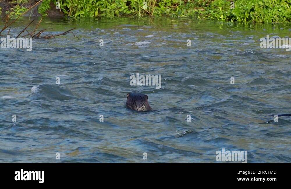 Jumping otter Stock Videos & Footage - HD and 4K Video Clips - Alamy