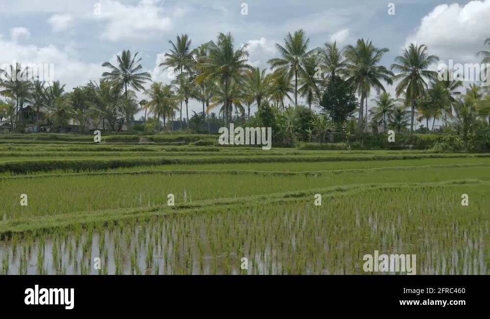 Indonesia rice coconut Stock Videos & Footage - HD and 4K Video Clips ...