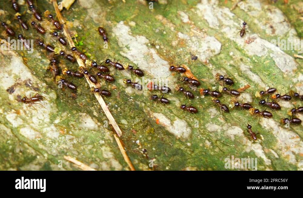 Food of termites Stock Videos & Footage - HD and 4K Video Clips - Alamy