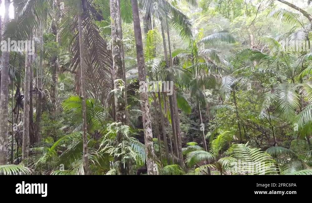 Australian Jungle 4k Stock Video Footage - Alamy