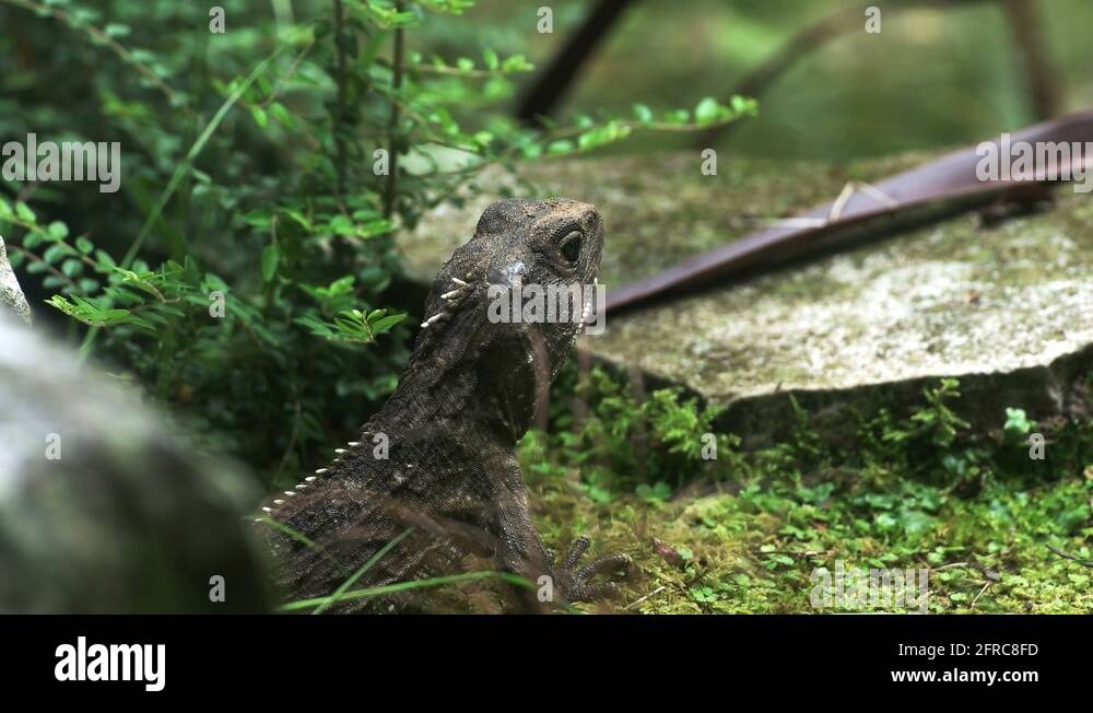 Tuatara lizard Stock Videos & Footage - HD and 4K Video Clips - Alamy