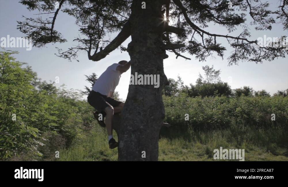 Man climbing tree Stock Videos & Footage - HD and 4K Video Clips - Alamy