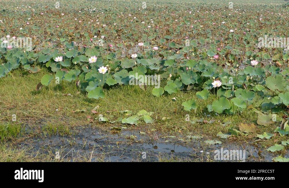 Lotus flower in farm Stock Videos & Footage - HD and 4K Video Clips - Alamy