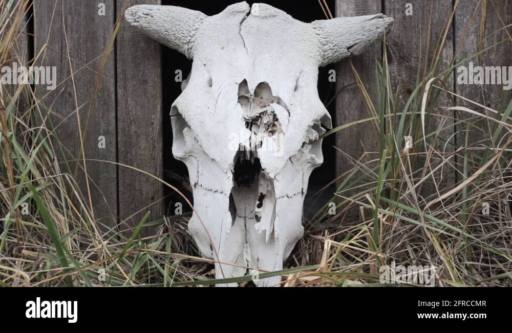 Dented skull of a bull in the Chernobyl zone Stock Video Footage - Alamy