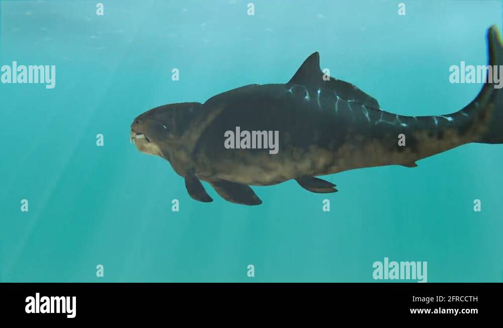 Cambrian period fish Stock Videos & Footage - HD and 4K Video Clips - Alamy