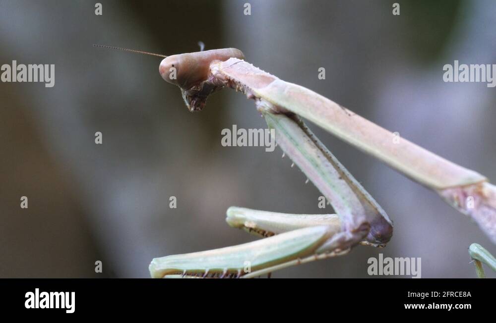 Triangular head mantis Stock Videos & Footage - HD and 4K Video Clips ...