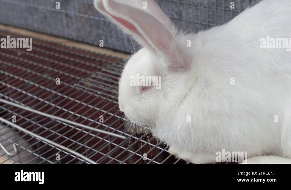 Big bunnies Stock Videos & Footage - HD and 4K Video Clips - Alamy