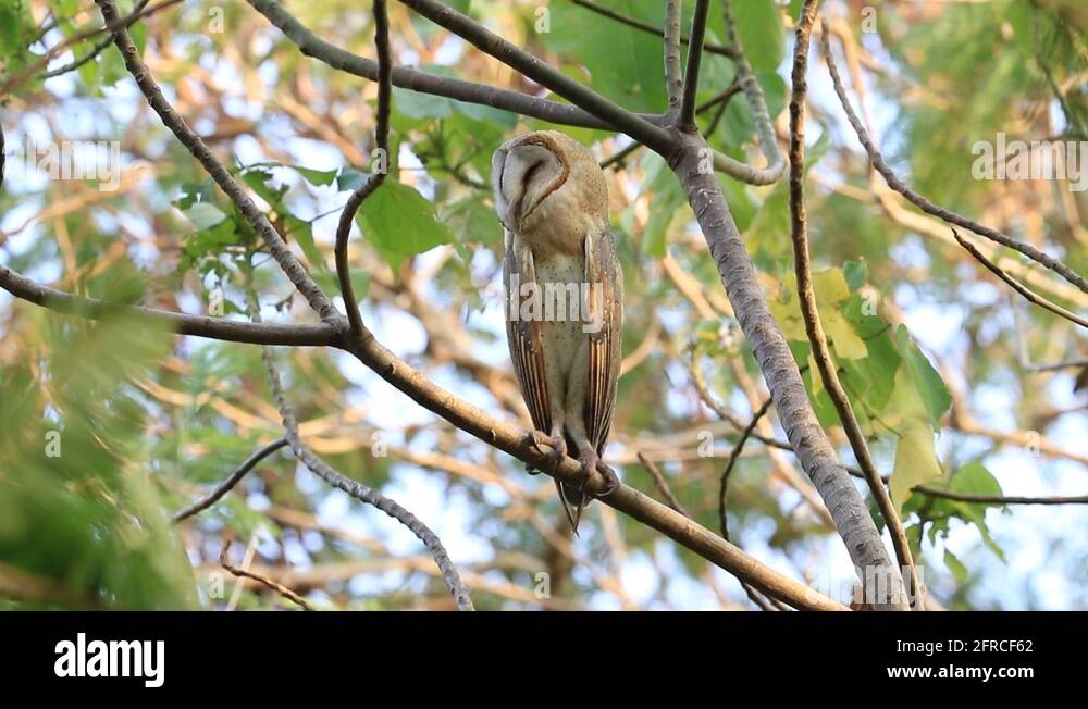Barn owl night Stock Videos & Footage - HD and 4K Video Clips - Alamy