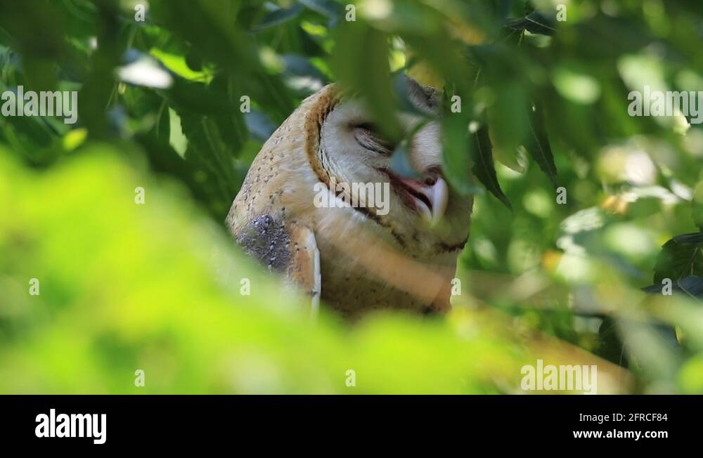 Wisdom eye Stock Videos & Footage - HD and 4K Video Clips - Alamy