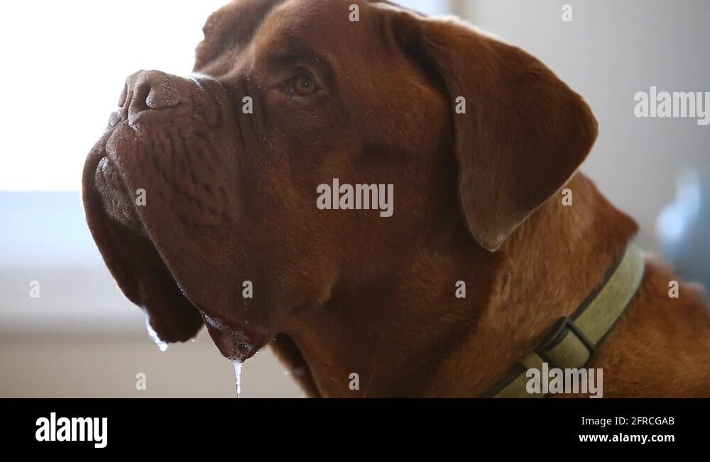 Drool Stock Videos & Footage - HD and 4K Video Clips - Alamy