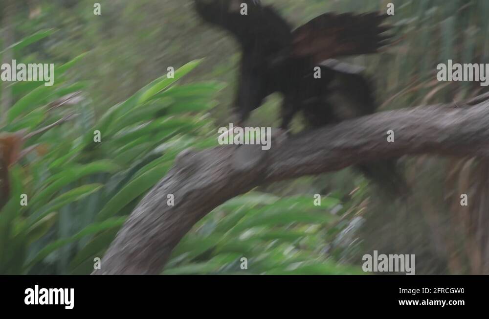 Eagle style Stock Videos & Footage - HD and 4K Video Clips - Alamy