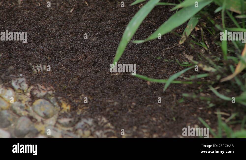 Ant colony Stock Videos & Footage - HD and 4K Video Clips - Alamy