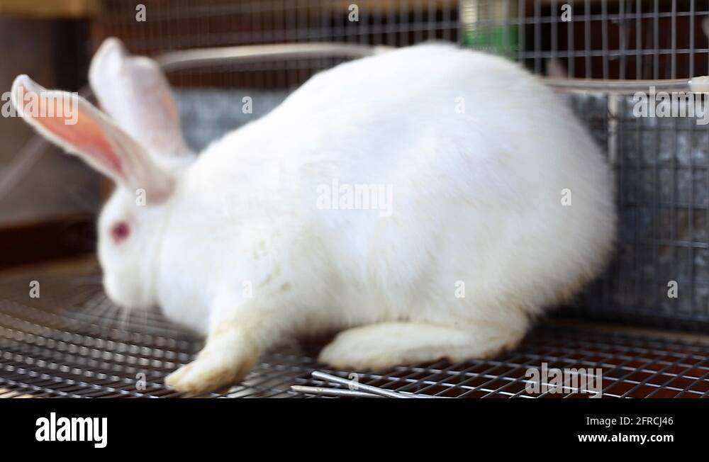 Adult rabbits Stock Videos & Footage - HD and 4K Video Clips - Alamy