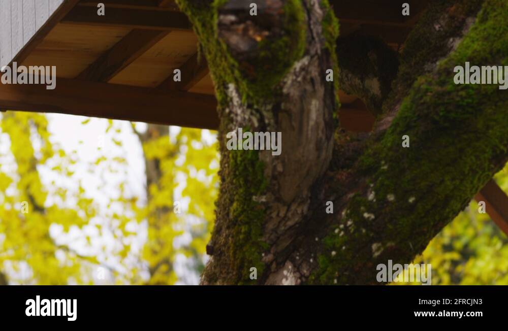 Boys in tree Stock Videos & Footage - HD and 4K Video Clips - Alamy