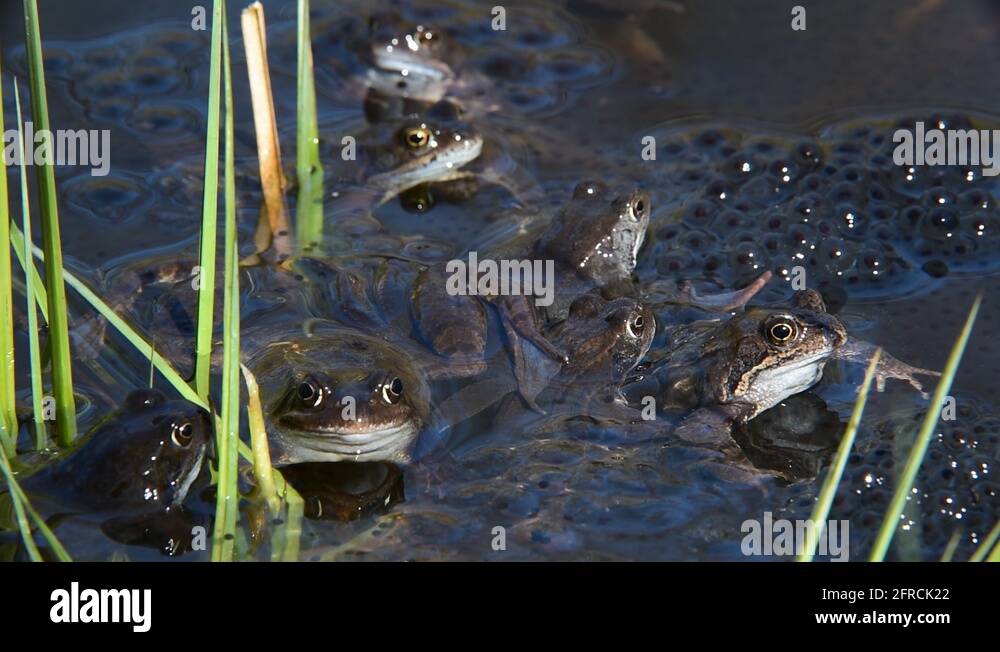 European common frogs (Rana temporaria) floating among frogspawn in pond Stock Video Footage - Alamy