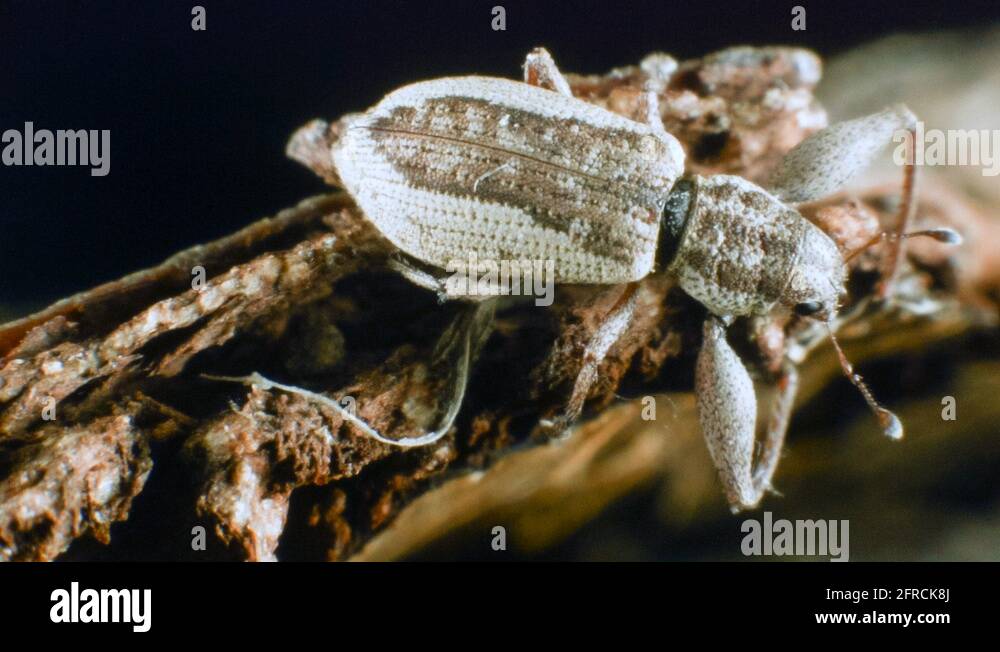 Coleoptera curculionidae Stock Videos & Footage - HD and 4K Video Clips ...