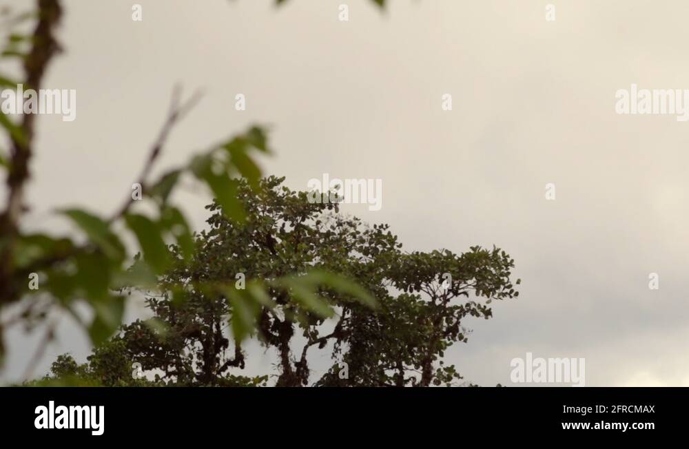 Rainforest materials Stock Videos & Footage - HD and 4K Video Clips - Alamy