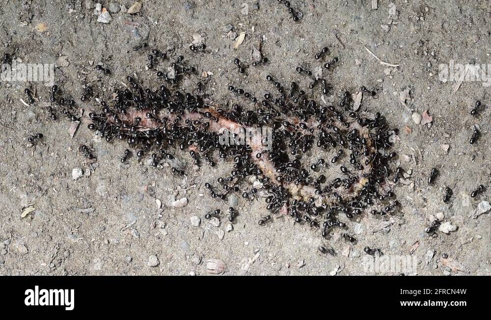 Common black ants lasius niger Stock Videos & Footage - HD and 4K Video ...