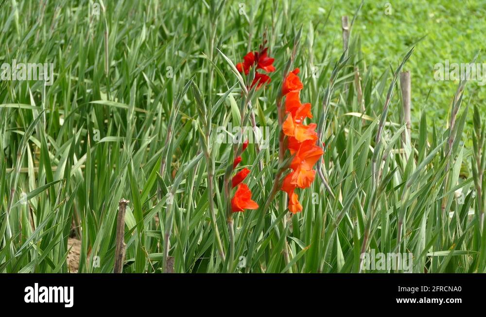 Grain flower Stock Videos & Footage - HD and 4K Video Clips - Alamy