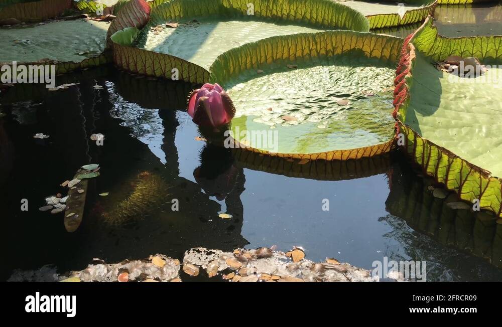 The giant water lily Stock Videos & Footage - HD and 4K Video Clips - Alamy