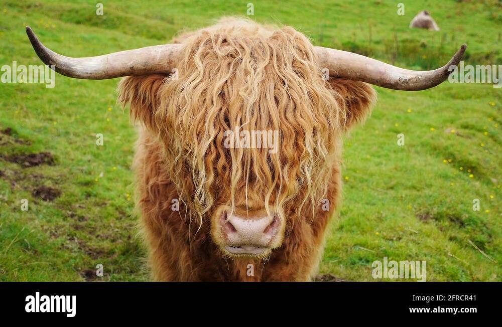 Br a Stock Videos & Footage - HD and 4K Video Clips - Alamy