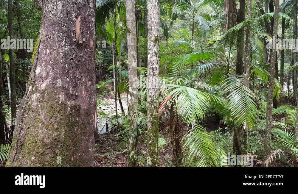 Australian jungle background Stock Videos & Footage - HD and 4K Video ...