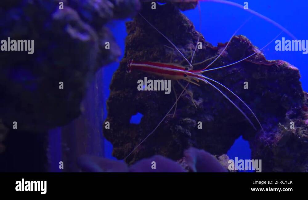 Blue prawn shrimp Stock Videos & Footage - HD and 4K Video Clips - Alamy