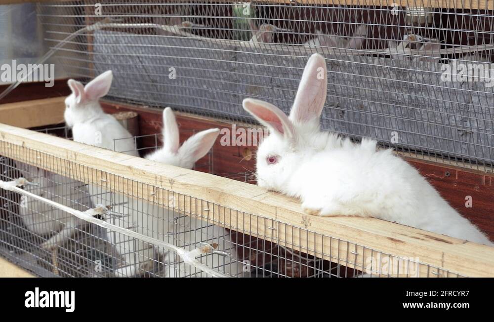 Open cages Stock Videos & Footage - HD and 4K Video Clips - Alamy