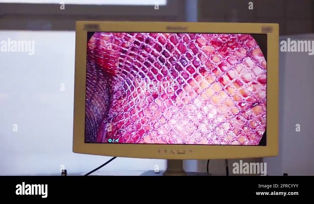 Organ screen Stock Videos & Footage - HD and 4K Video Clips - Alamy