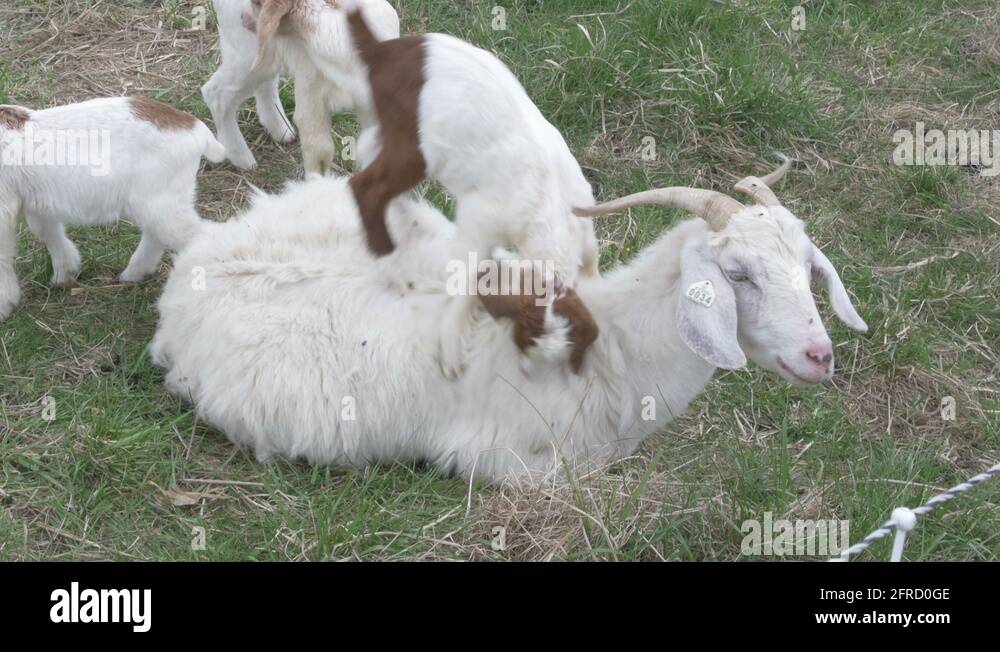 Baby goat playing Stock Videos & Footage - HD and 4K Video Clips - Alamy