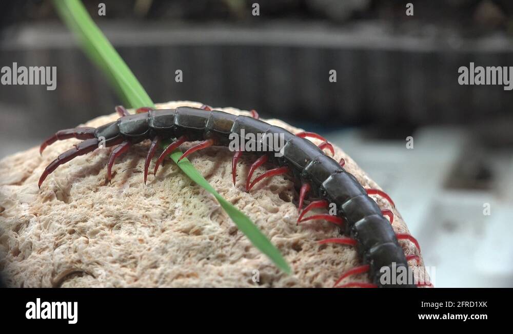 Black Scolopendra, Centipede insect macro red legs and hard shell Stock ...