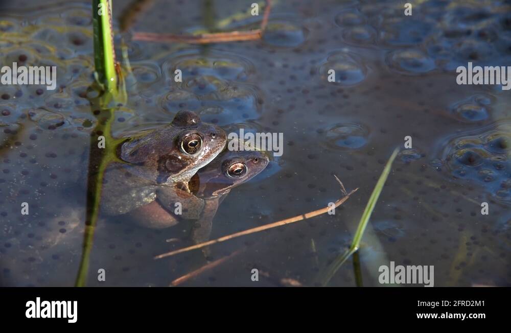 Disappearing pond Stock Videos & Footage - HD and 4K Video Clips - Alamy