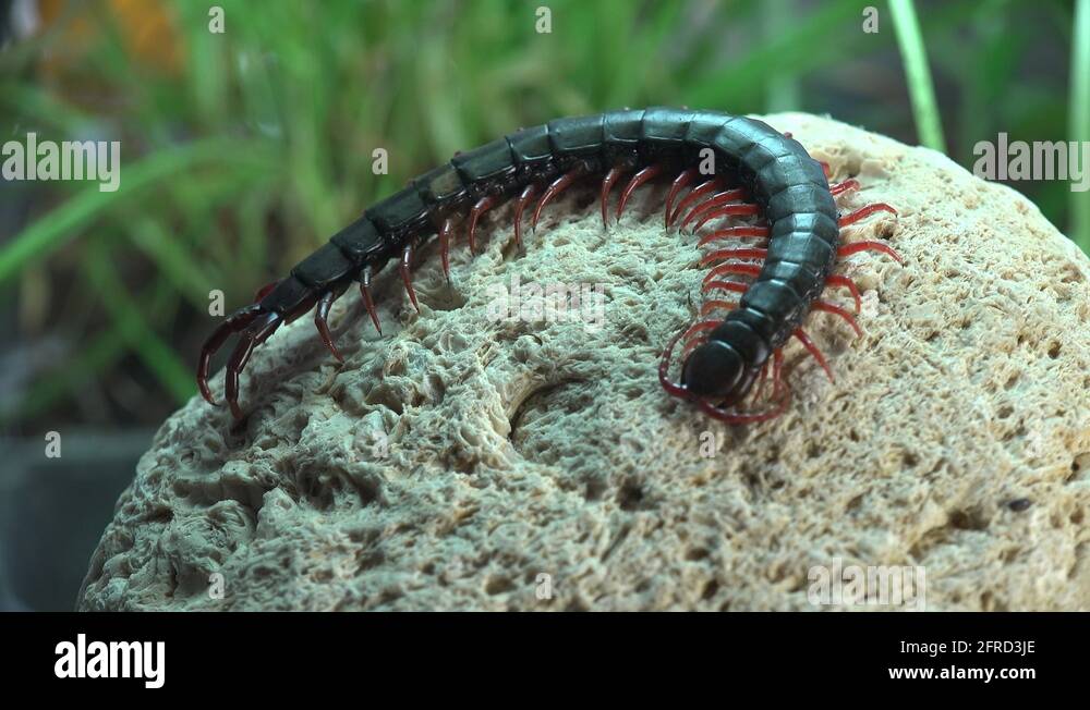Black Scolopendra, Centipede insect macro red legs and hard shell Stock ...