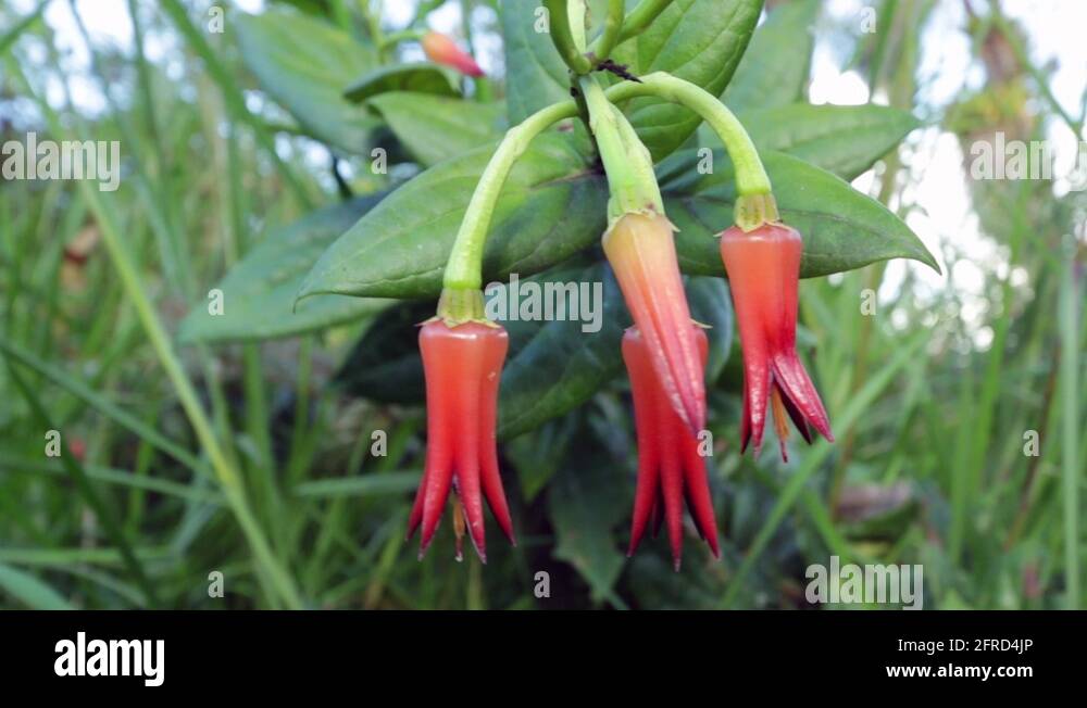 Ericaceae Stock Videos & Footage - HD and 4K Video Clips - Alamy