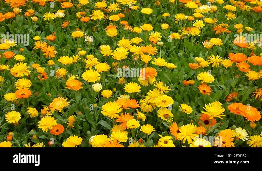 Calendula flowerbed Stock Videos & Footage - HD and 4K Video Clips - Alamy