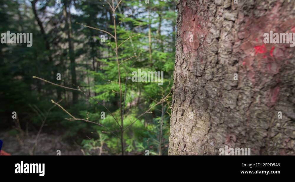 Measuring a marked tree with a ruler Stock Video Footage - Alamy
