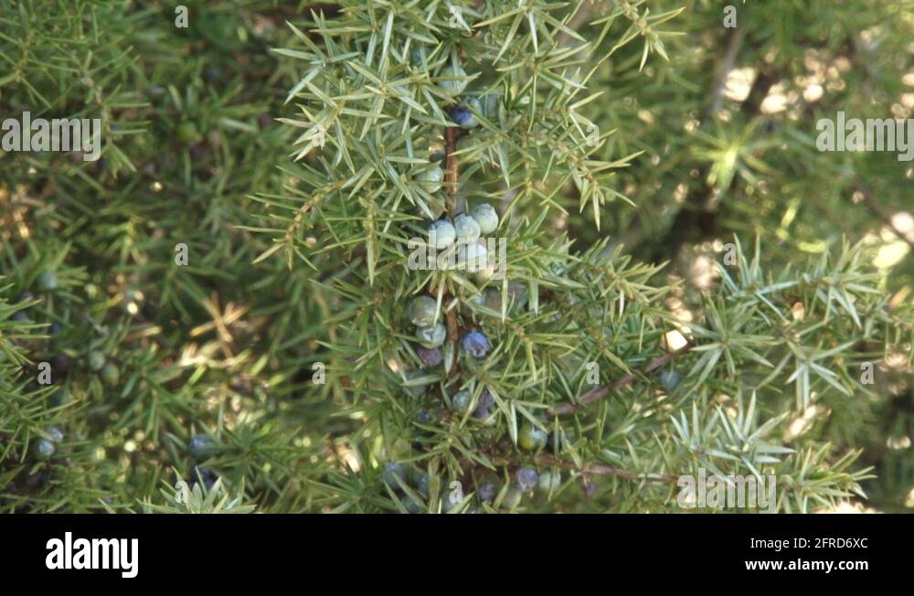 Juniper cone Stock Videos & Footage - HD and 4K Video Clips - Alamy