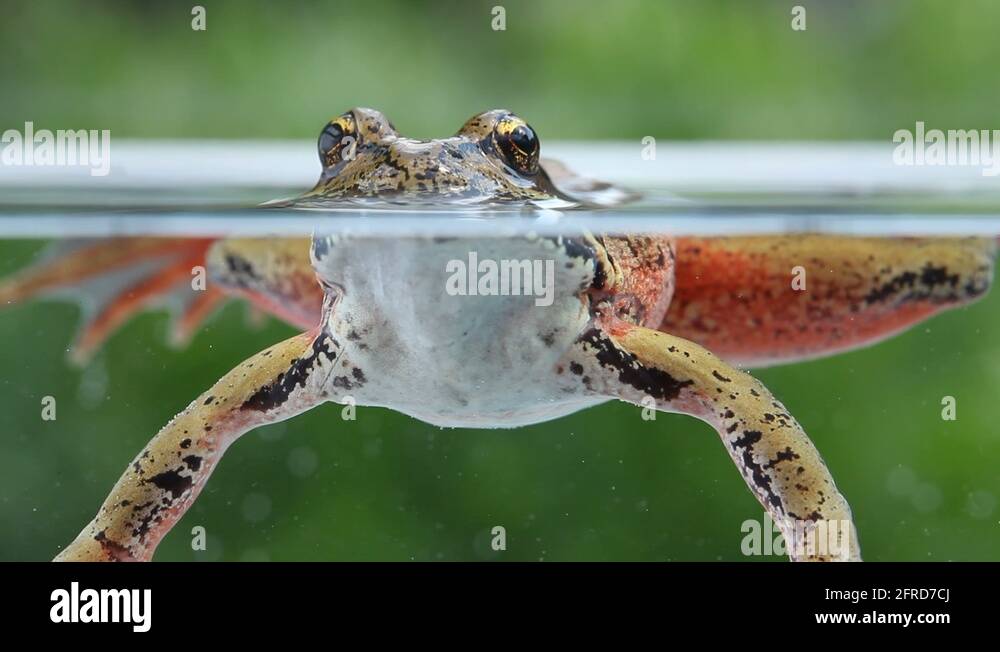 Frog underwater Stock Videos & Footage - HD and 4K Video Clips - Alamy