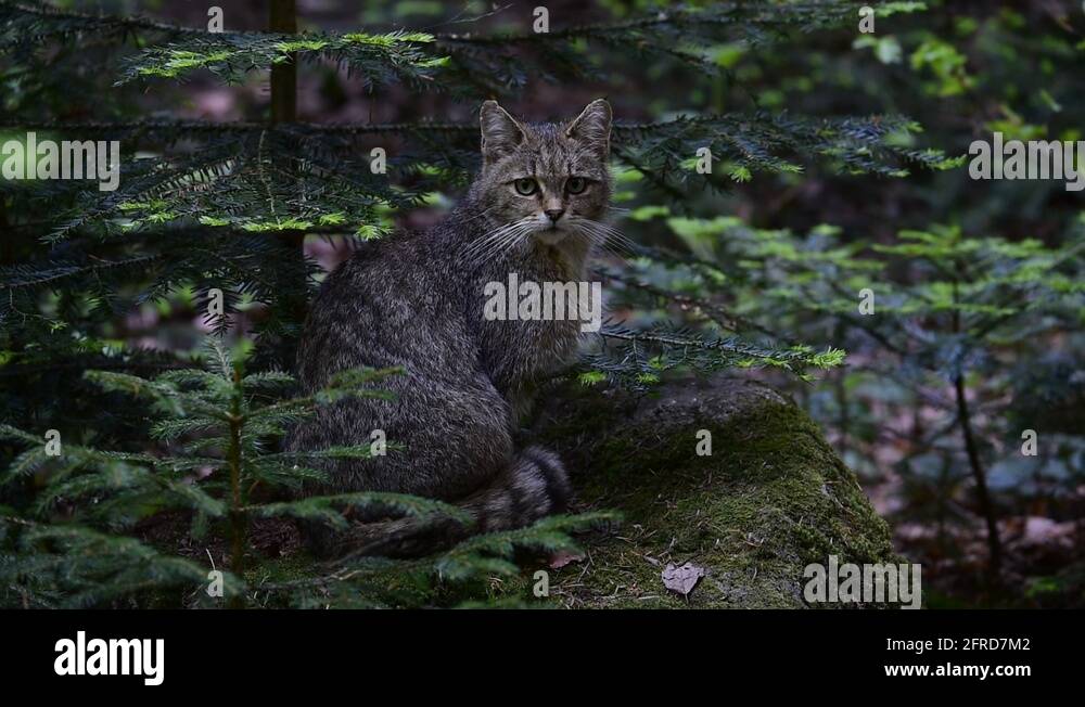 Europe forest wild animals mammal trees Stock Videos & Footage - HD and ...