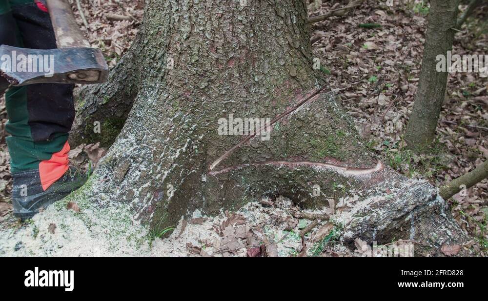 Cutting down a tree with an axe and a big piece of wood falls out Stock ...
